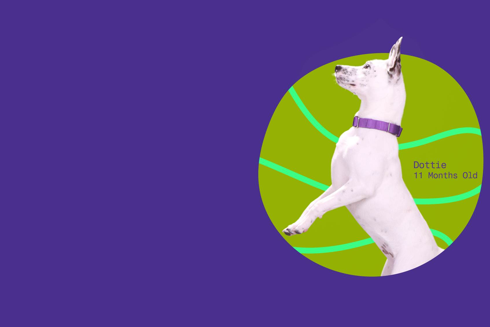 SPCA of Texas | Care Unleashed - Capital Campaign - SPCA of Texas