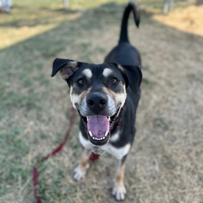 SPCA of Texas | Logan Needs You! - SPCA of Texas