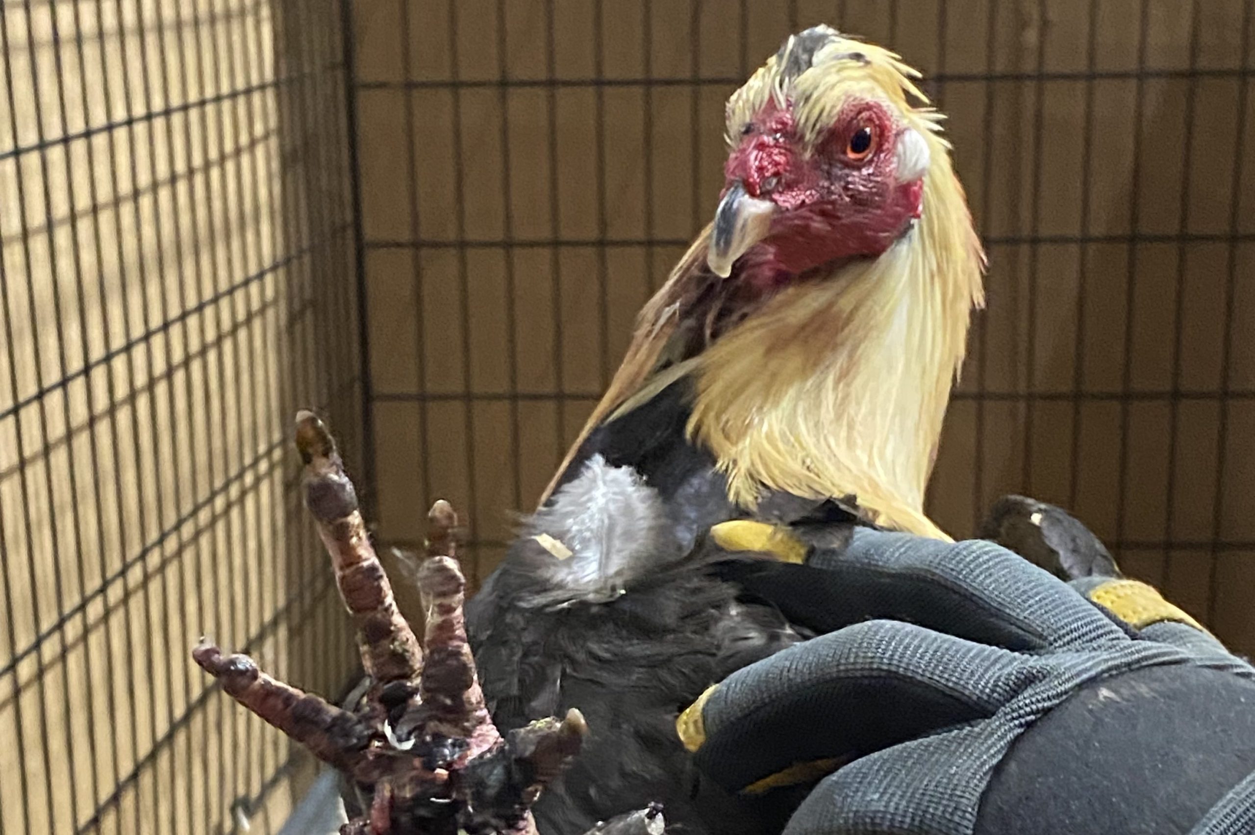 SPCA of Texas | Texas Animal Welfare Legislative Wins & Updates from ...