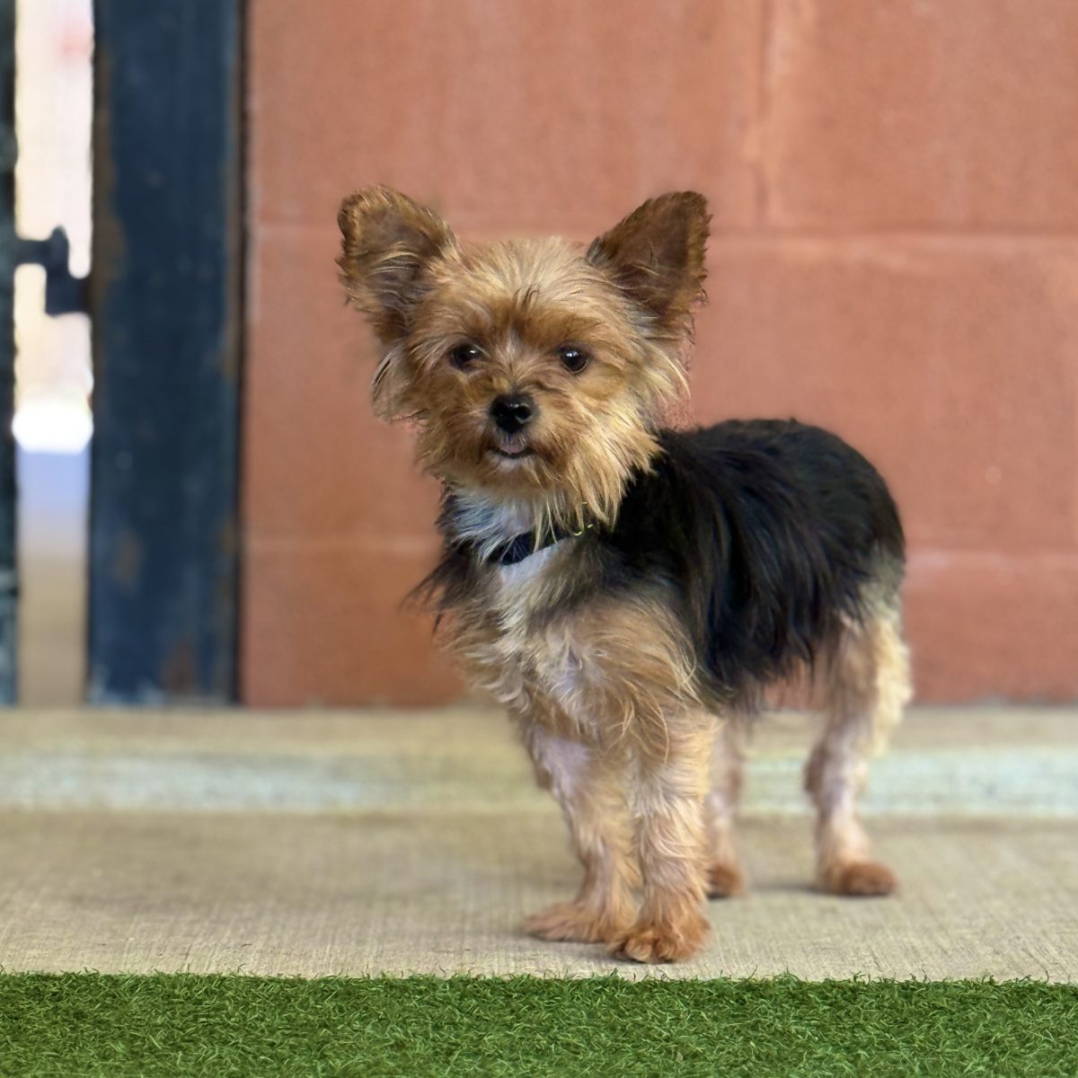 SPCA of Texas | SPCA of Texas Awarded Custody of 16 Dogs Rescued from ...