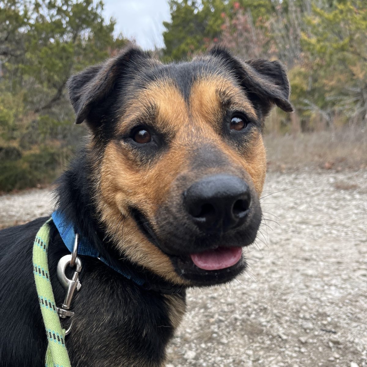 SPCA of Texas | Princess Needs You! - SPCA of Texas