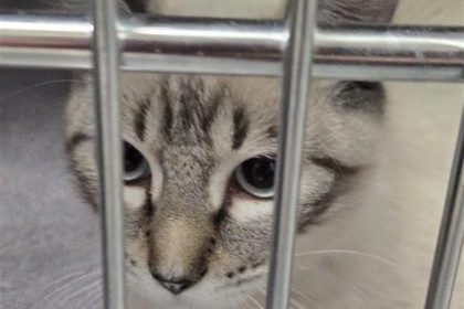 SPCA of Texas | Lemonade Needs You! - SPCA of Texas