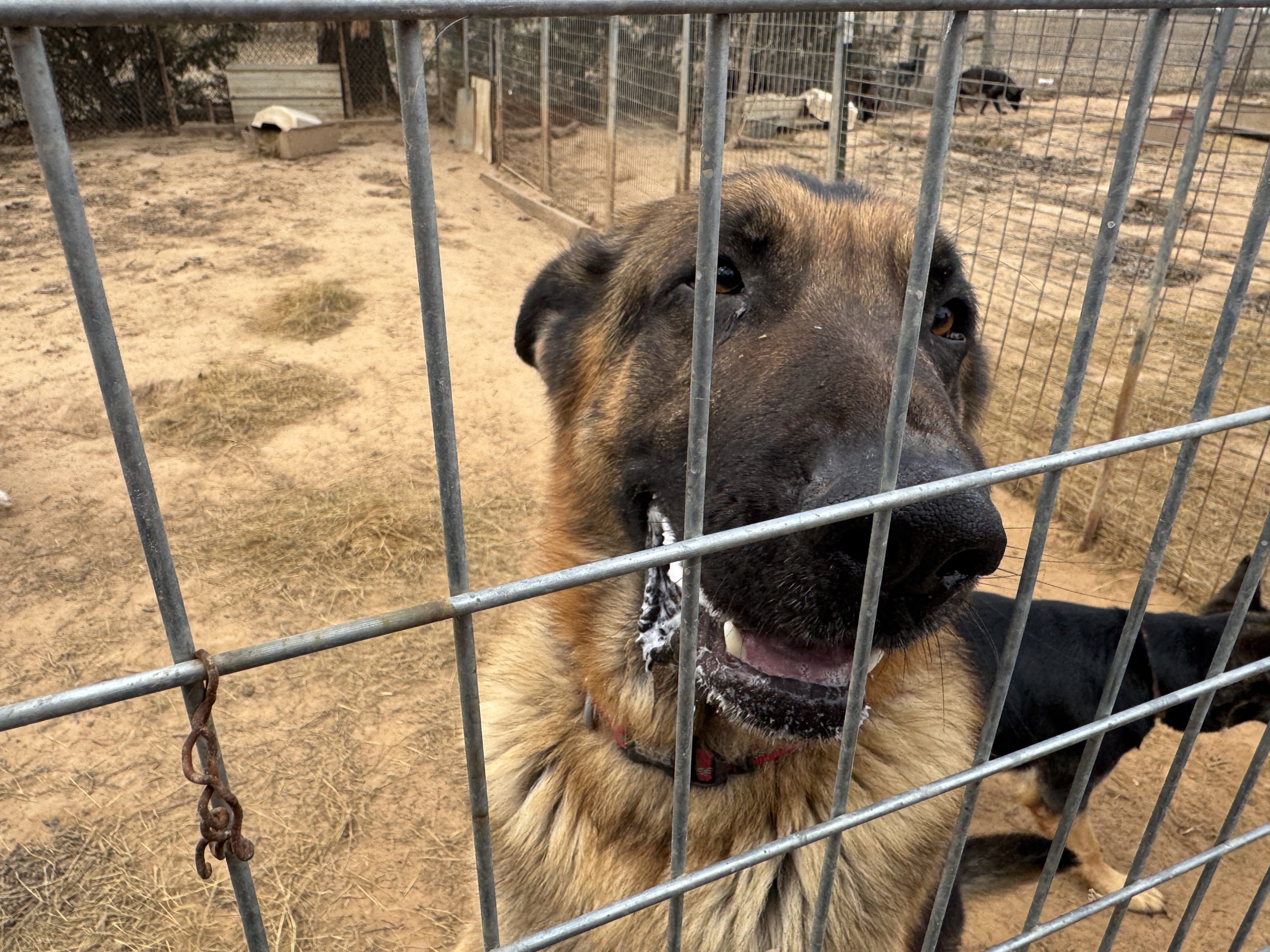 SPCA of Texas | SPCA of Texas Assists with Immediate Placement for 56 ...