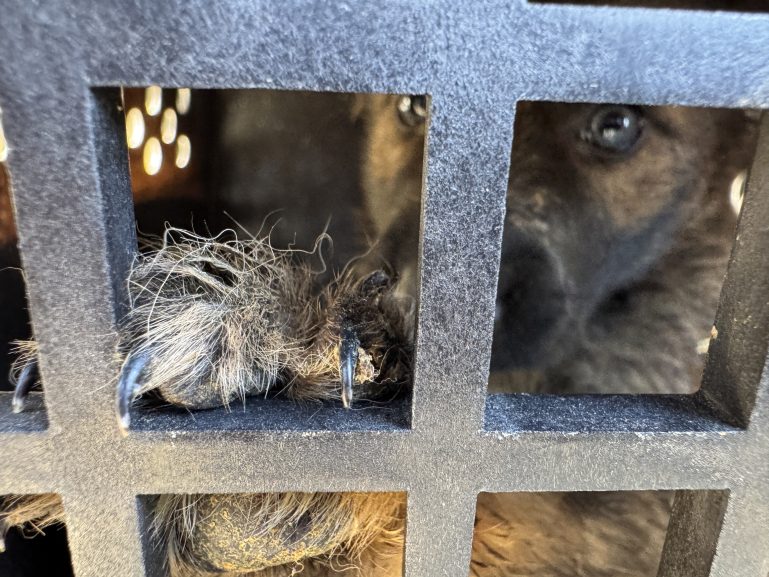 SPCA of Texas | SPCA of Texas Assists with Immediate Placement for 56 ...